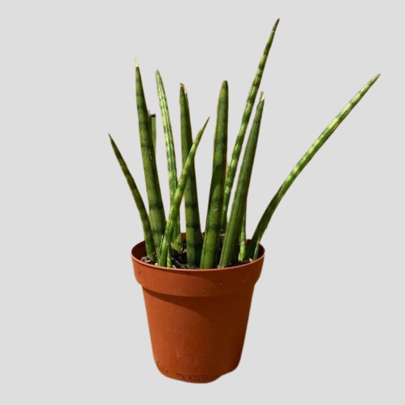 Sansevieria Dragon Fingers 4"
