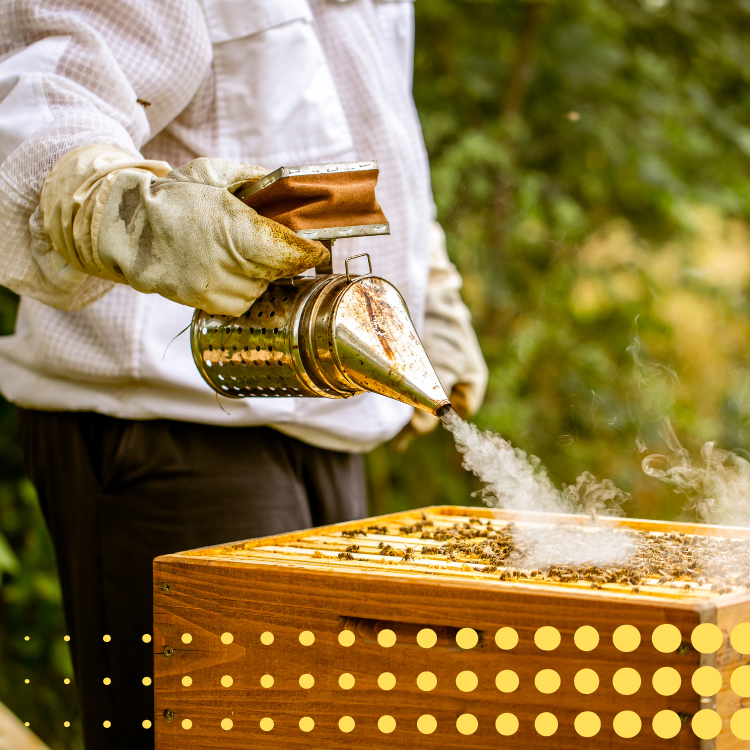Bedillion Honey Farm Beekeeping Lessons & Learning