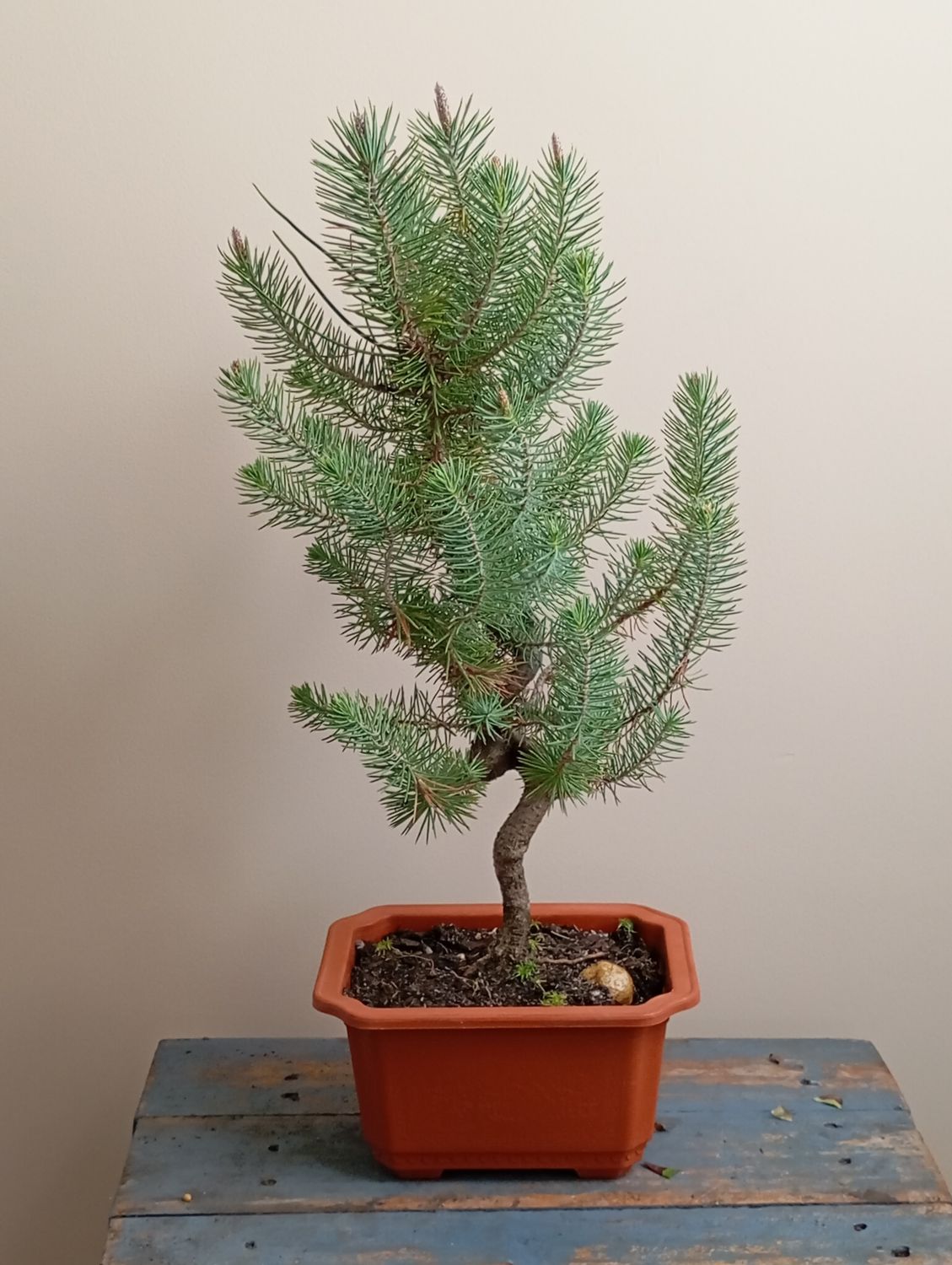 Products — Primal Fruits Perth