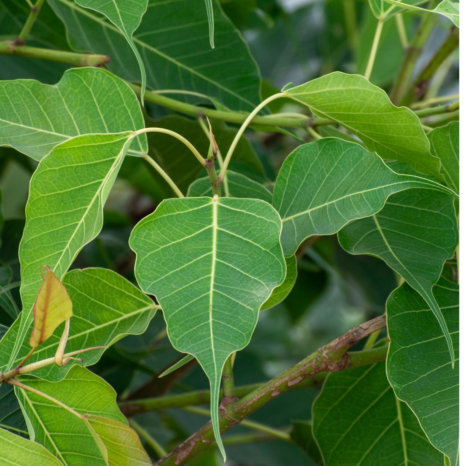 Bohdi (Sacred Fig)