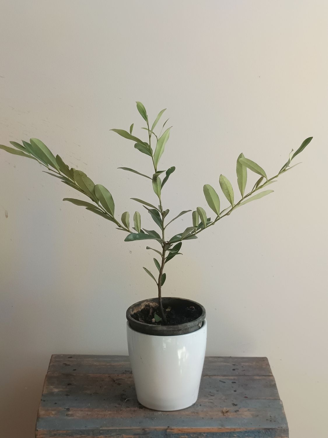 Products — Primal Fruits Perth