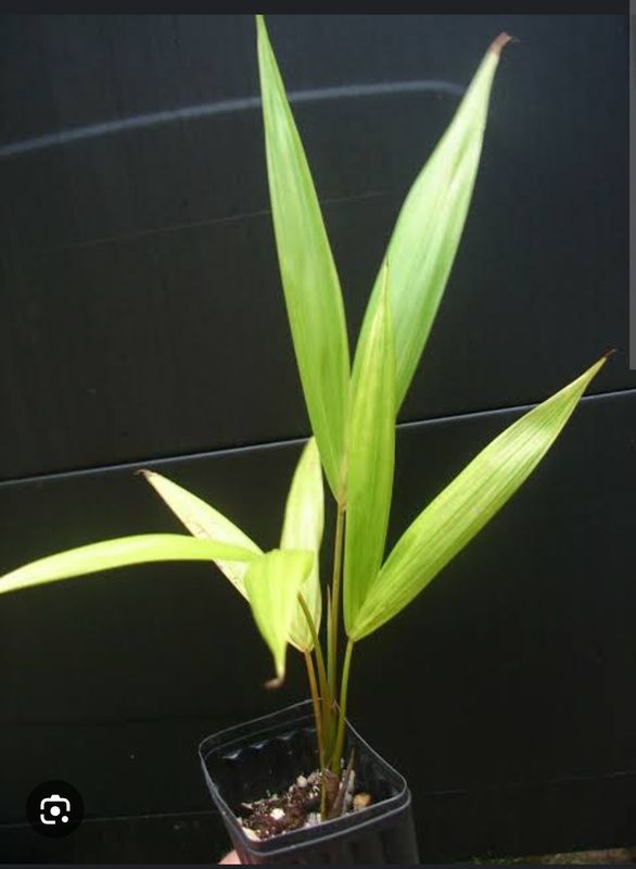 Dwarf Acai, self fertile
