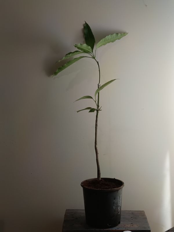 Choc Anon Honey Mango "Miracle Mango"