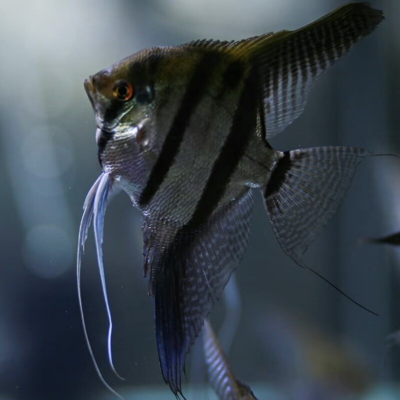 Angel Fish