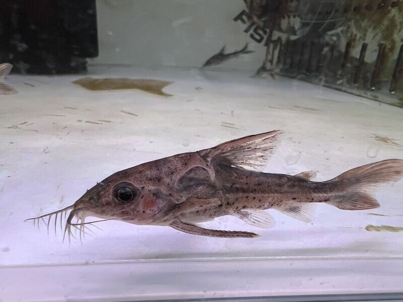 Black Top Mouse Catfish