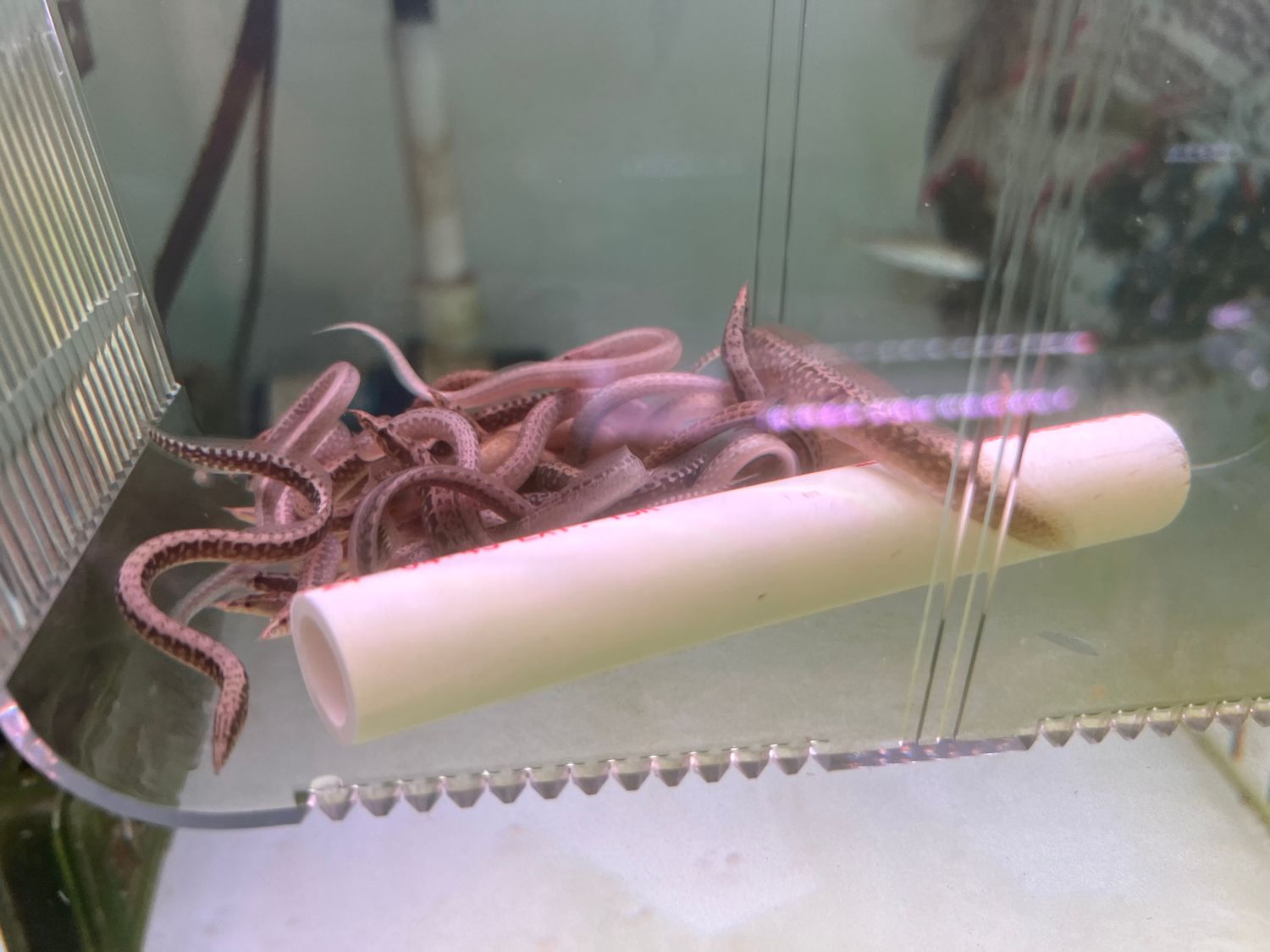 African Starry Night Eel