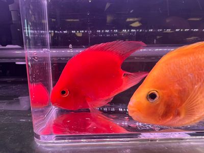 Cichlids