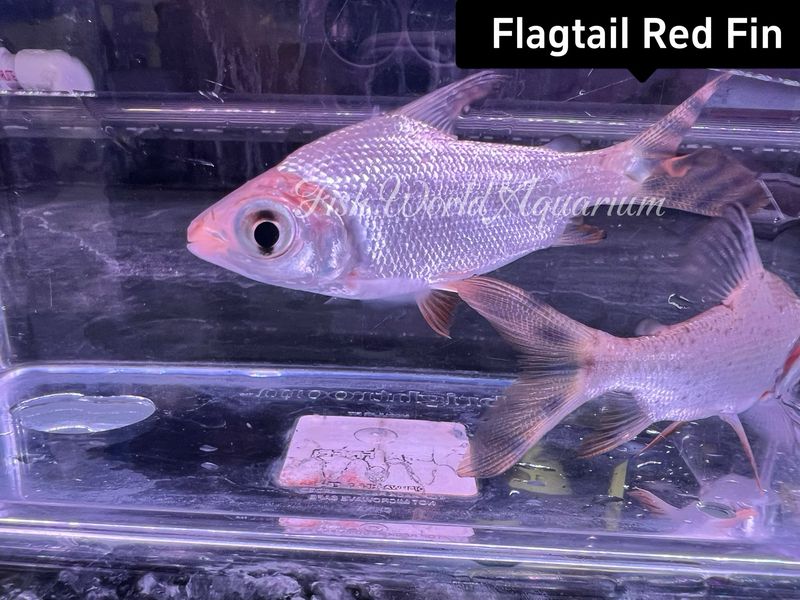 Flagtail Red Fin