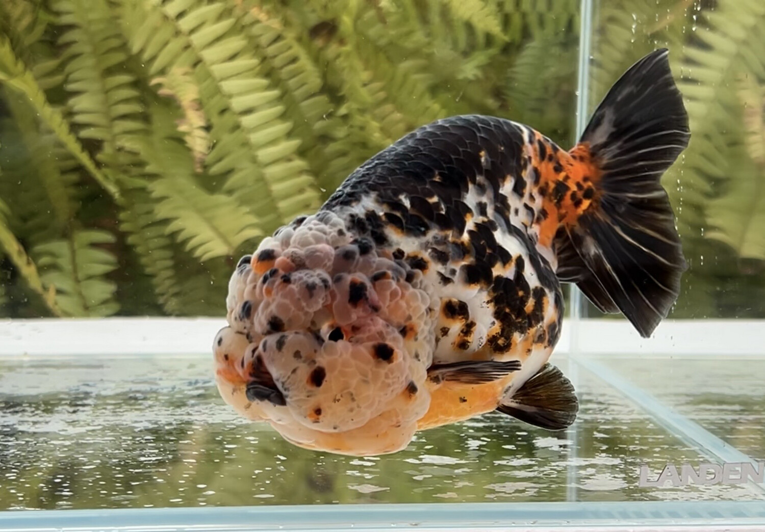 Calico Ranchu (F, 6”)