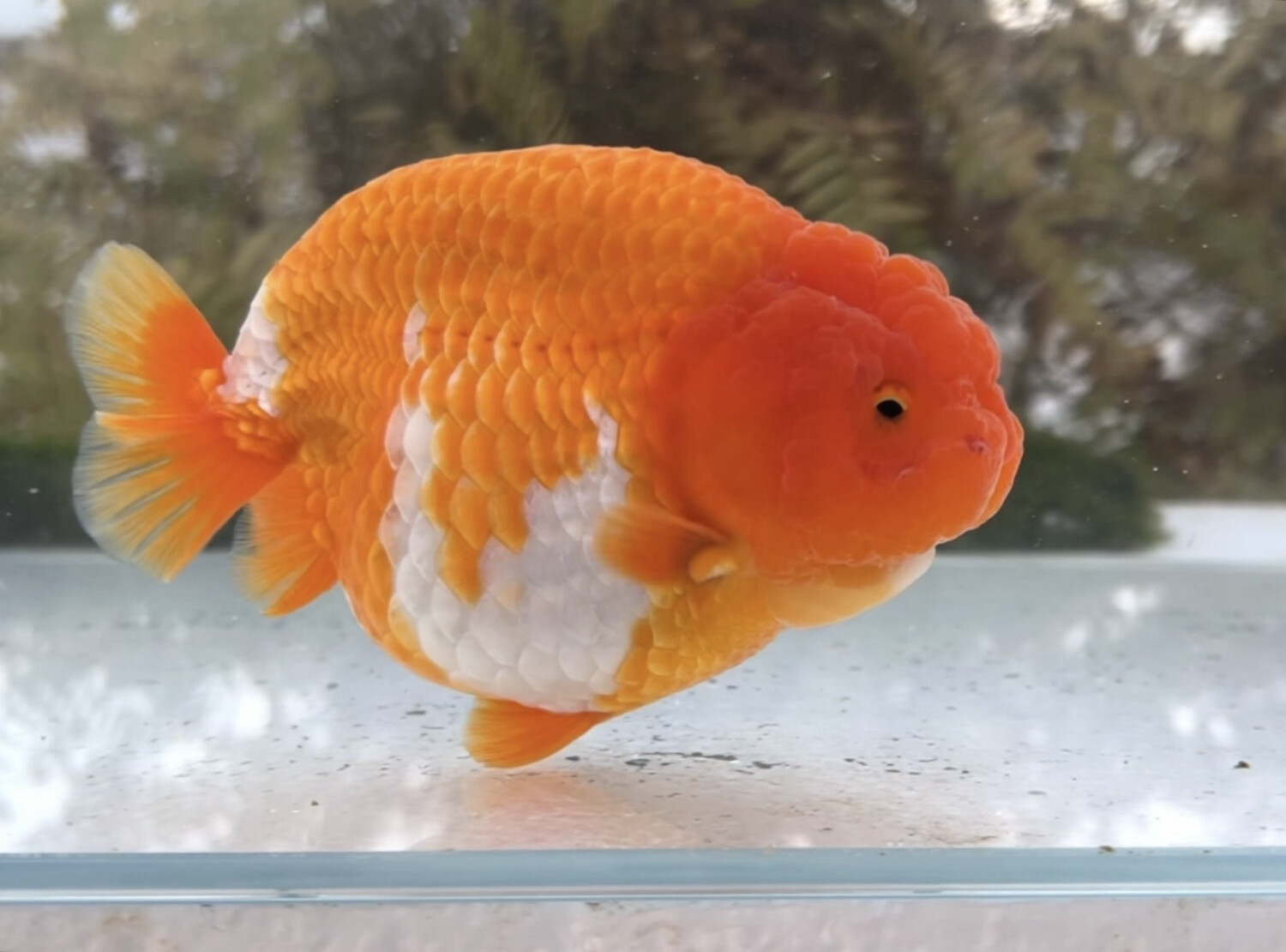 Red And White Yuanbao Ranchu (F, 5.25”) - Free Shipping