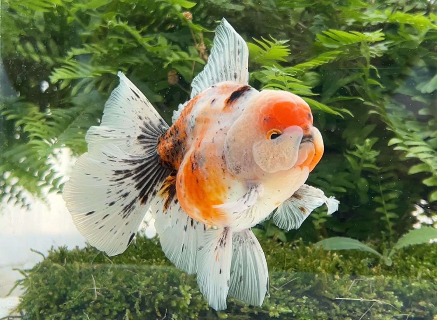Calico Rosetail Oranda (M, 5.25”) - Free Shipping