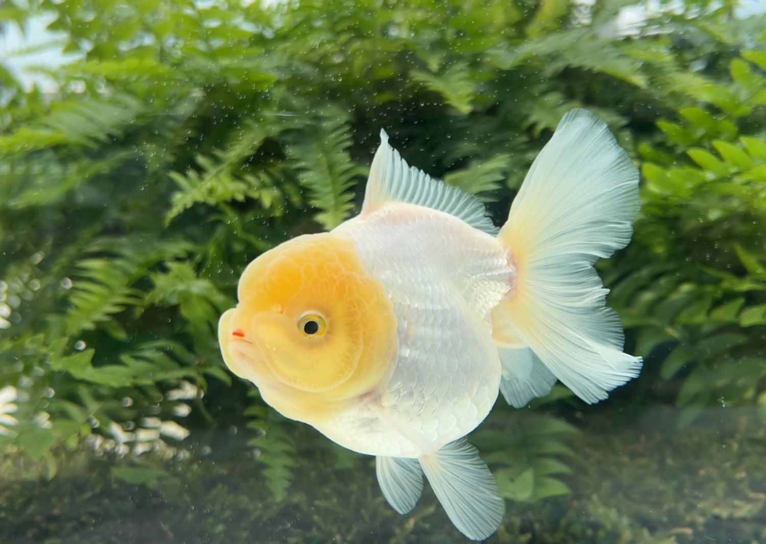 Lemon Head White Peonytail Oranda (F, 5”) - Free Shipping