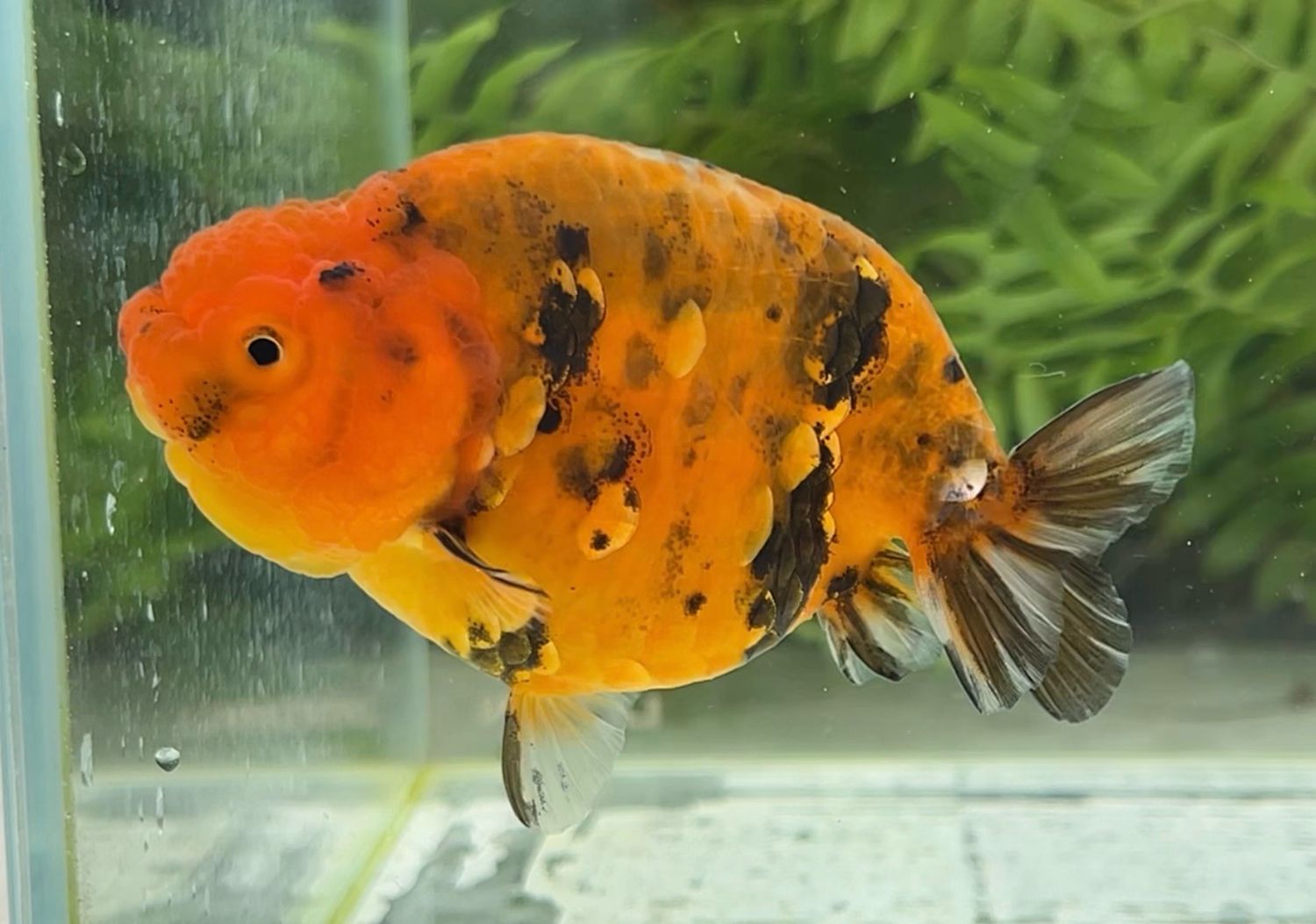 Tiger Ranchu (4”) - Free Shipping
