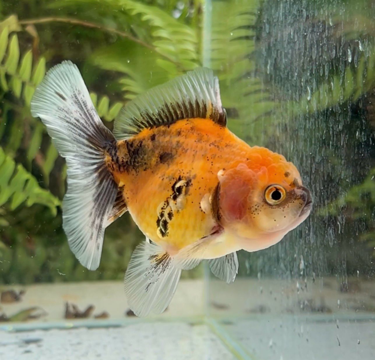 Tiger Rosetail Oranda (3.5”) - Free Shipping