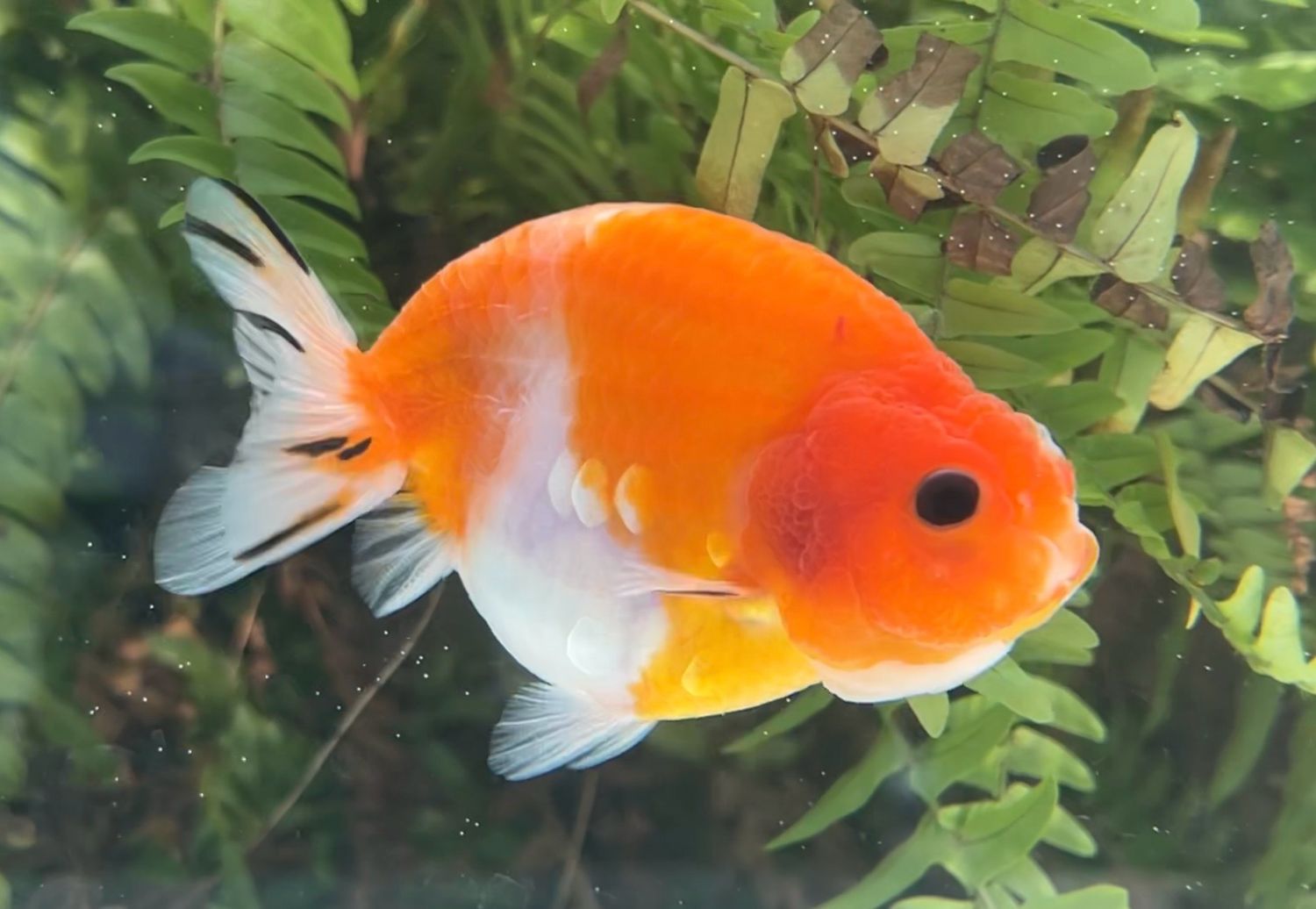 Orange Creamsicle Ranchu (4”) - Free Shipping