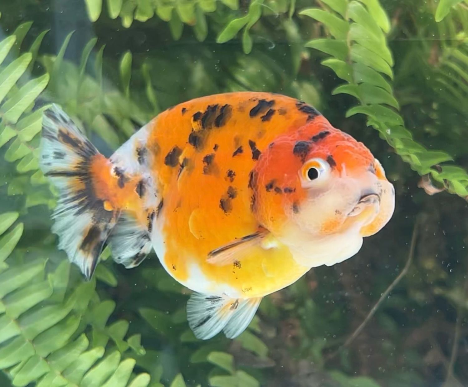 Leopard Spots Ranchu (4”) - Free Shipping