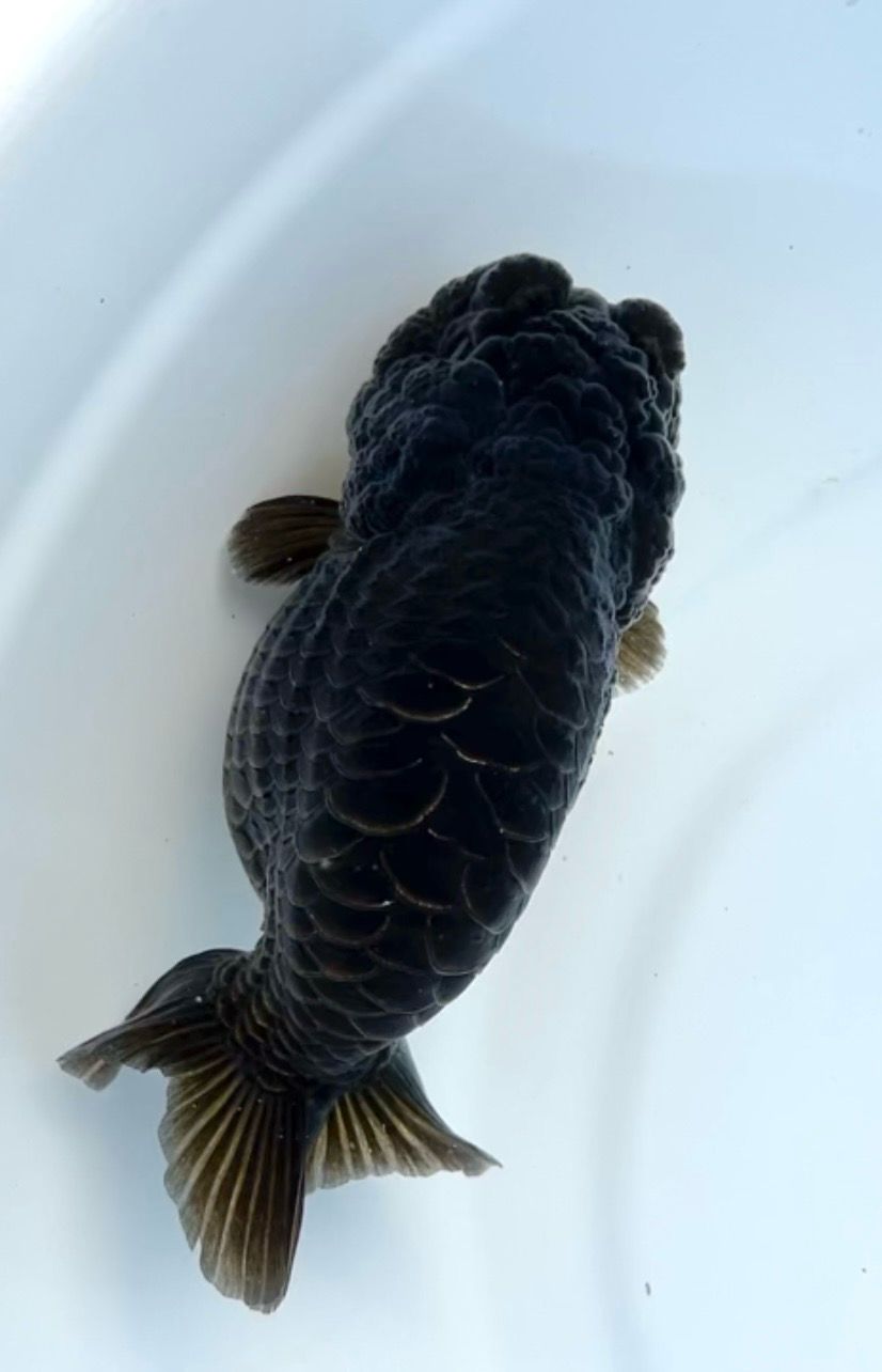 Black Dragon Scale Ranchu (4.5”) - Free Shipping