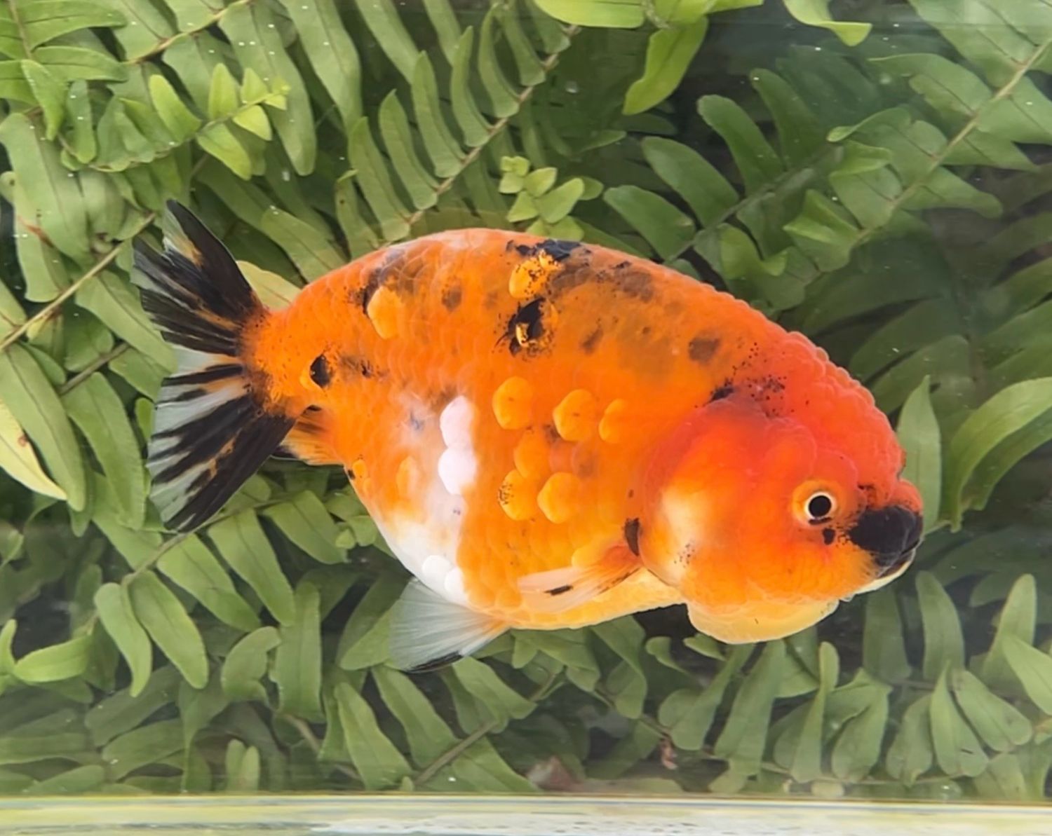 Gold Coin Tiger Ranchu (4.5”) - Free Shipping
