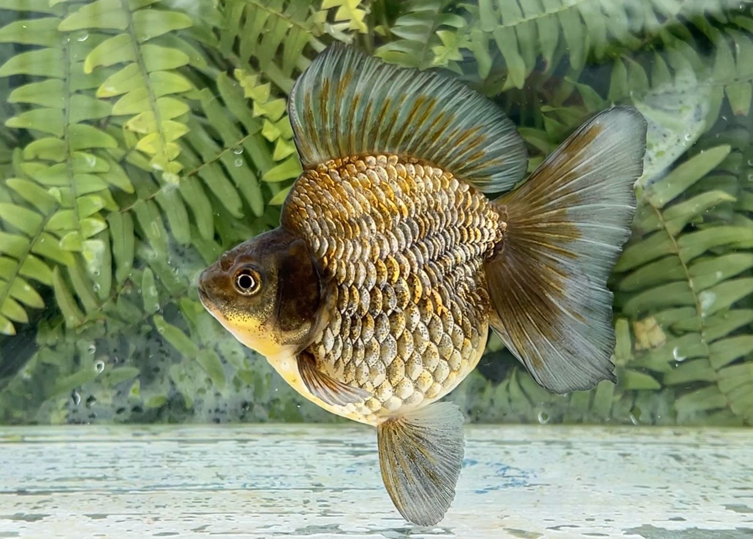 Blue And Green Broadtail Ryukin (F, 5”) - Free Shipping