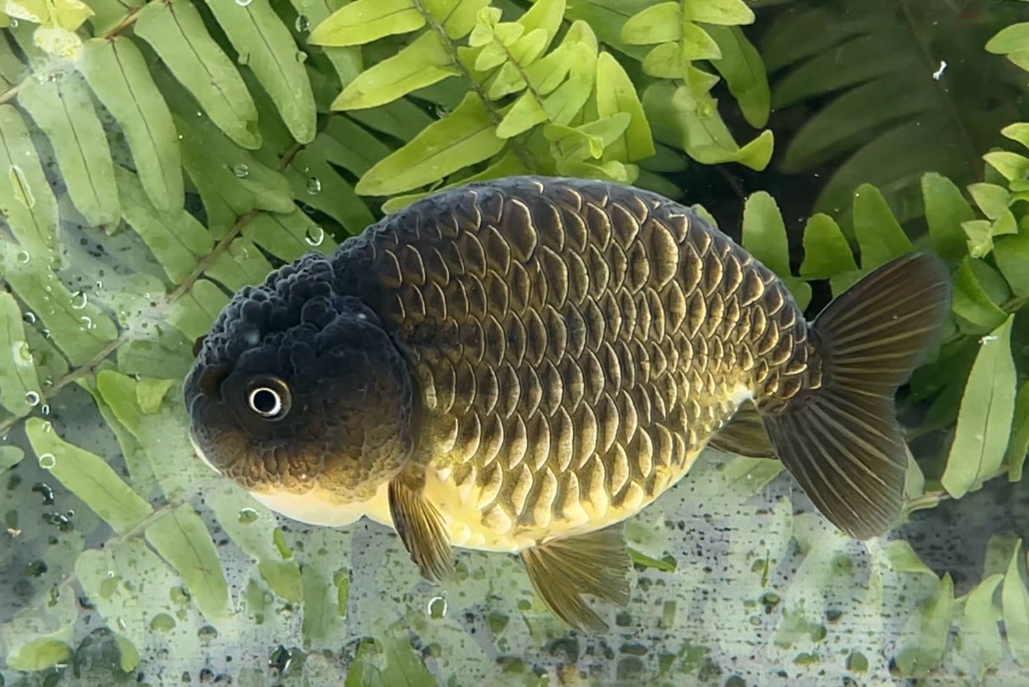 Black Dragon Scale Ranchu (M, 4”) - Free Shipping