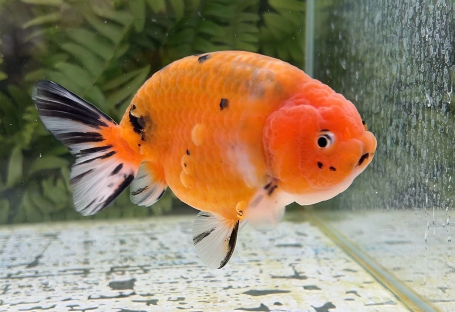 Calico Ranchu (4.5”) - Free Shipping