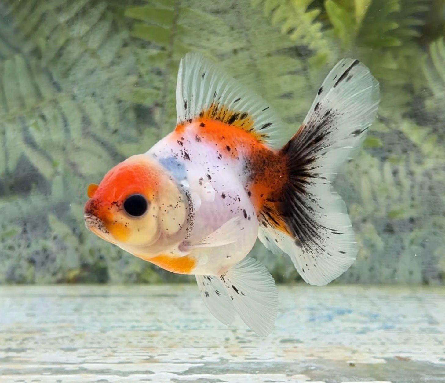 Calico Rosetail Oranda (4”) - Free Shipping