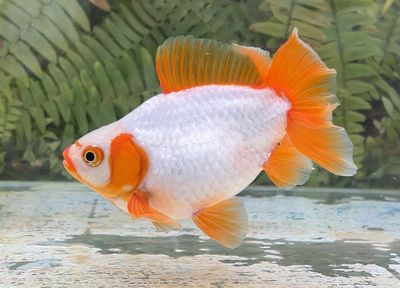 Zhao's Fancies Online Goldfish Shop