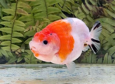 Zhao's Fancies Online Goldfish Shop