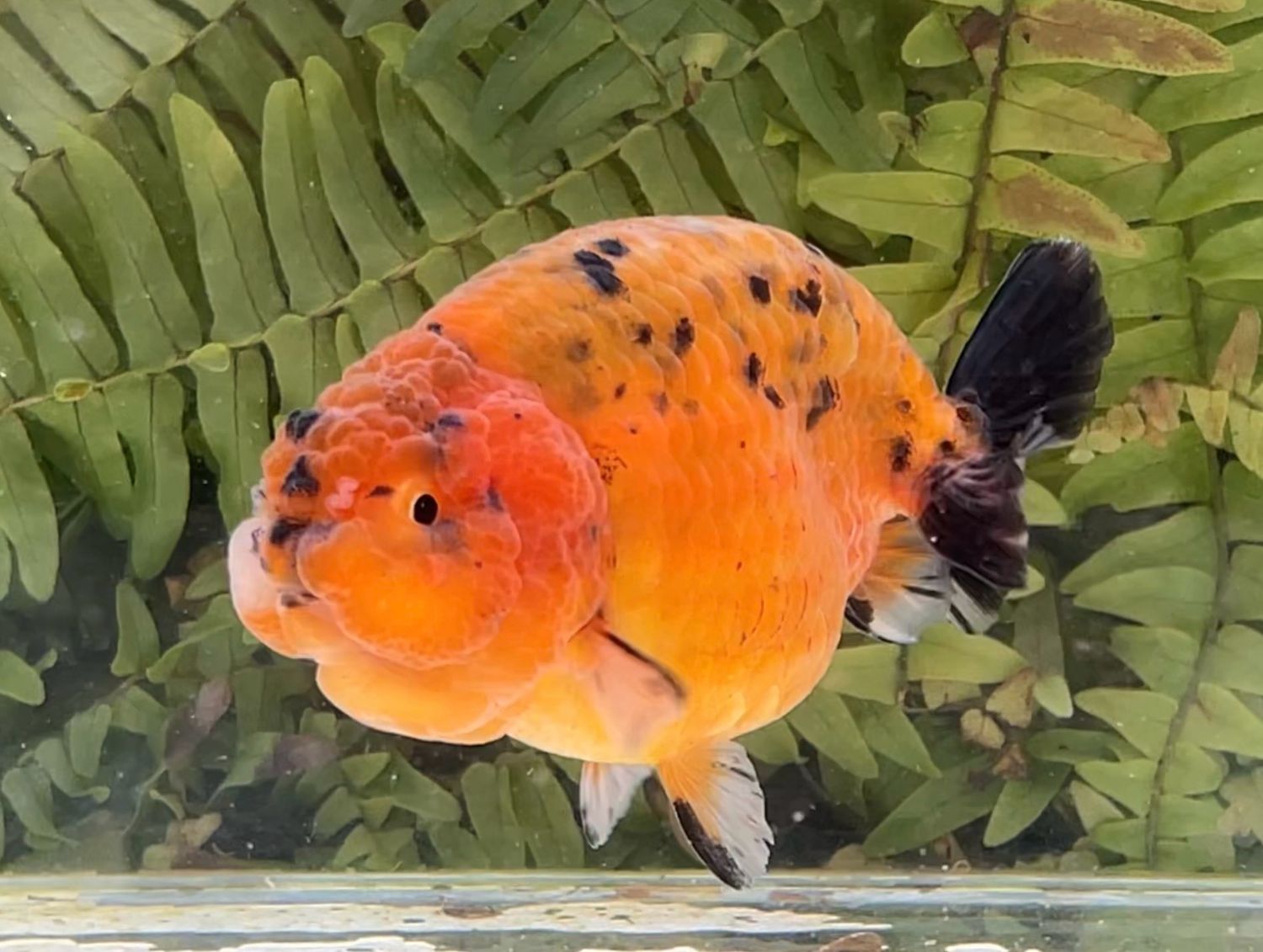 Gold Coin Leopard Spots Yuanbao Ranchu (4”) - Free Shipping