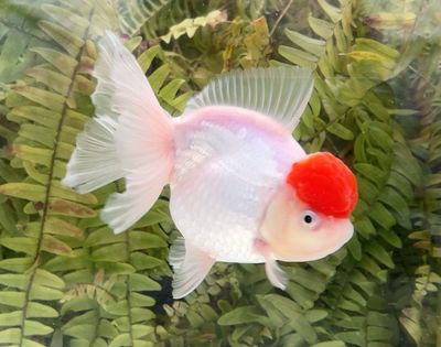 Zhao's Fancies Online Goldfish Shop