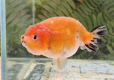 Zhao's Fancies Online Goldfish Shop