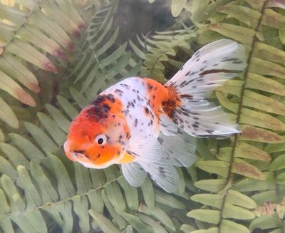 Zhao's Fancies Online Goldfish Shop