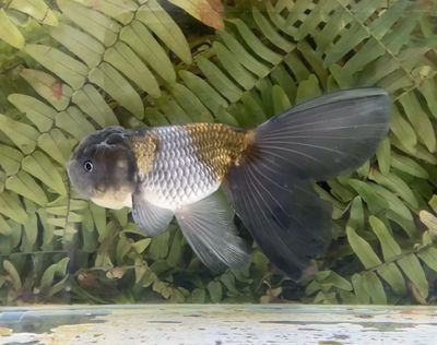 Zhao's Fancies Online Goldfish Shop
