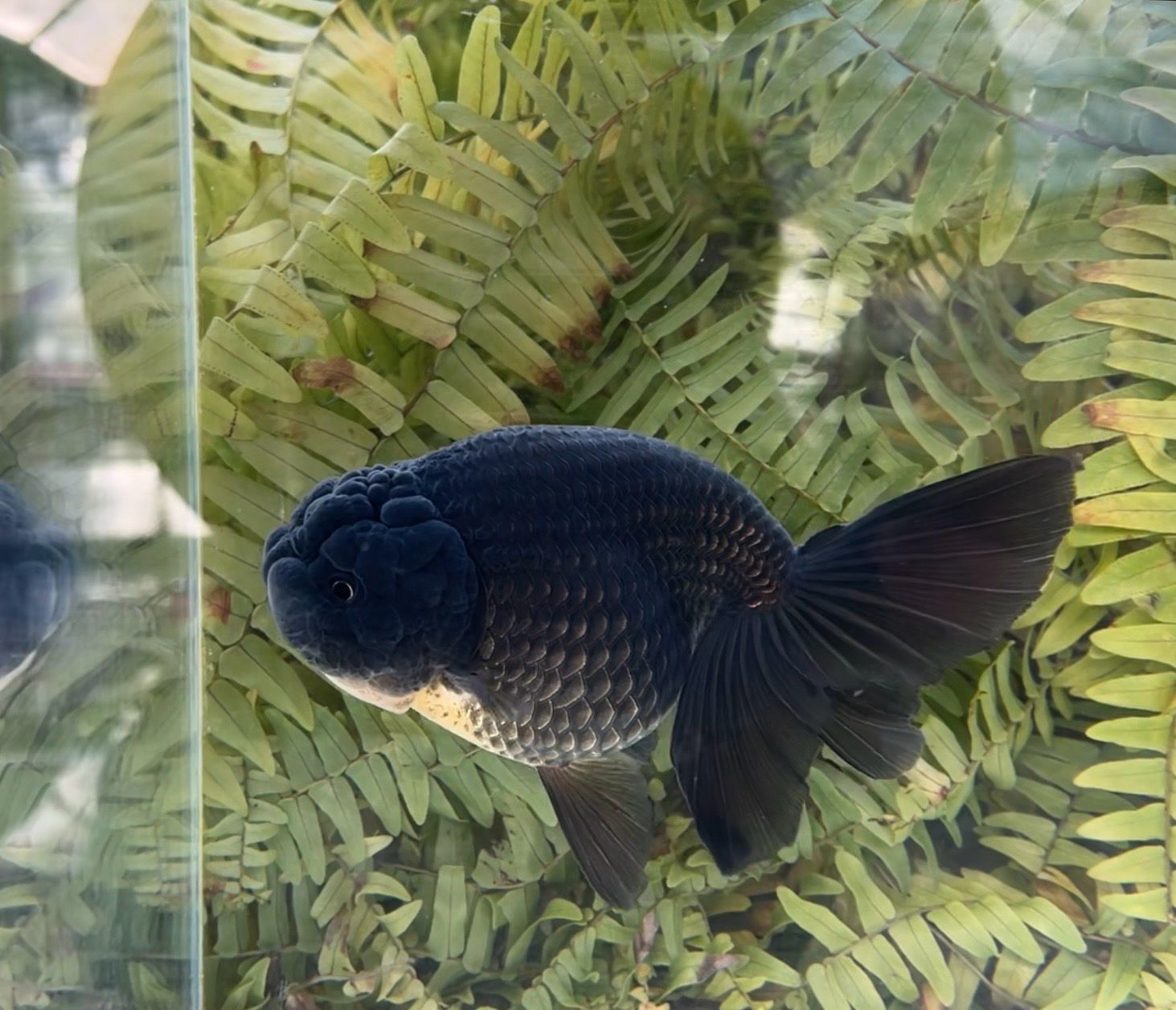 Black Phoenixtail Ranchu (F, 6.5”) - Free Shipping