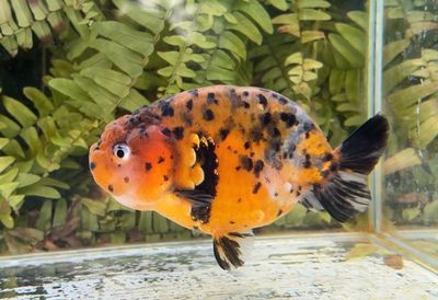 Zhao's Fancies Online Goldfish Shop