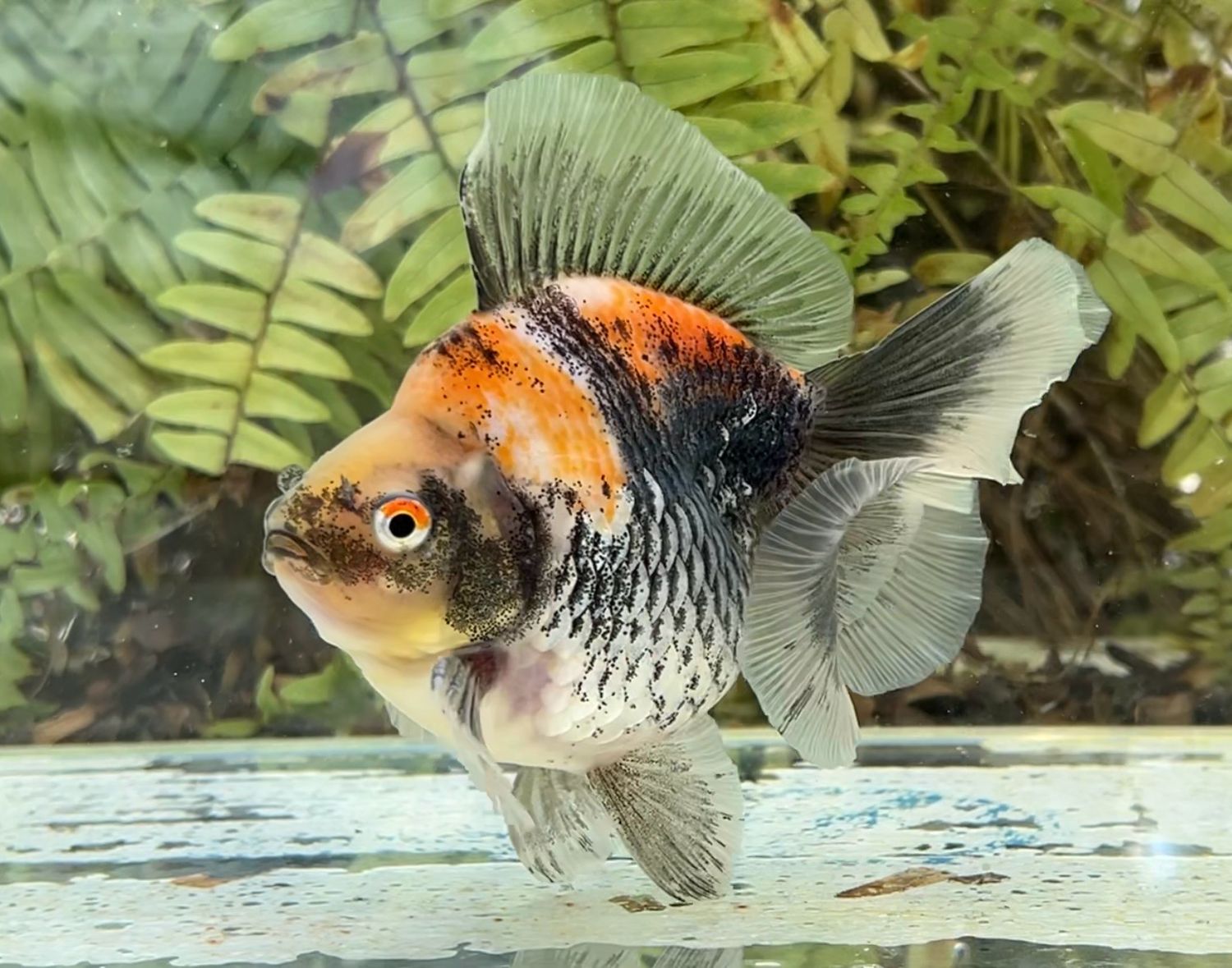 Silver Coin Tri-color Broadtail Ryukin (M, 5”) - Free Shipping