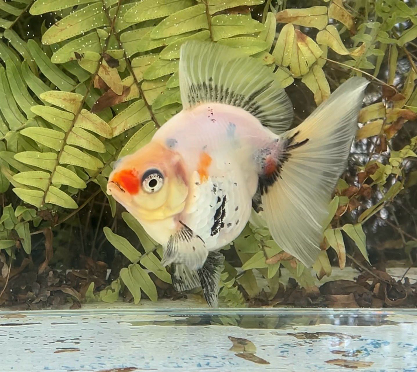 Silver Coin Tri-color Broadtail Ryukin (F, 5”) - Free Shipping