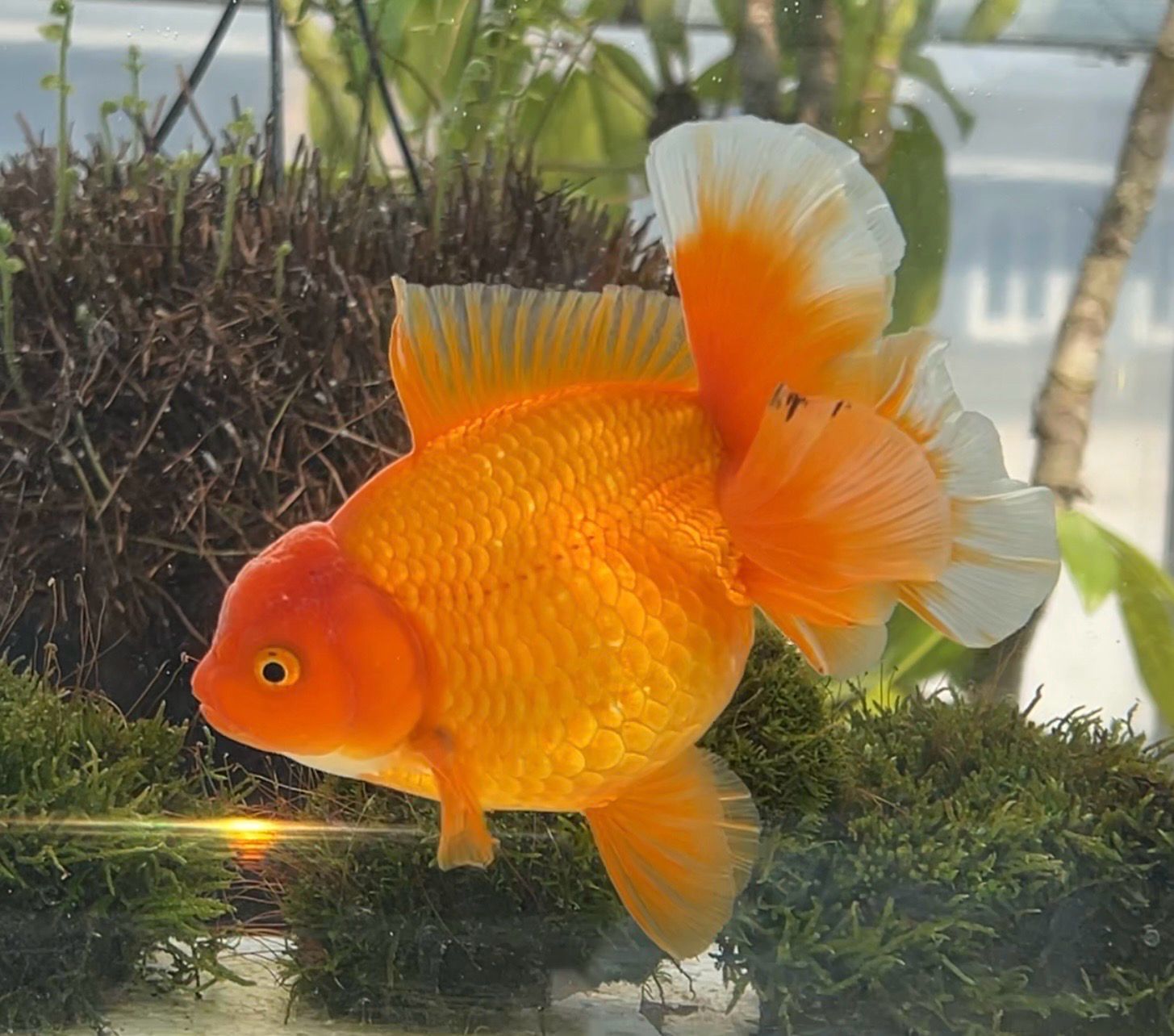 Red Peonytail Oranda (F, 6”) - Free Shipping