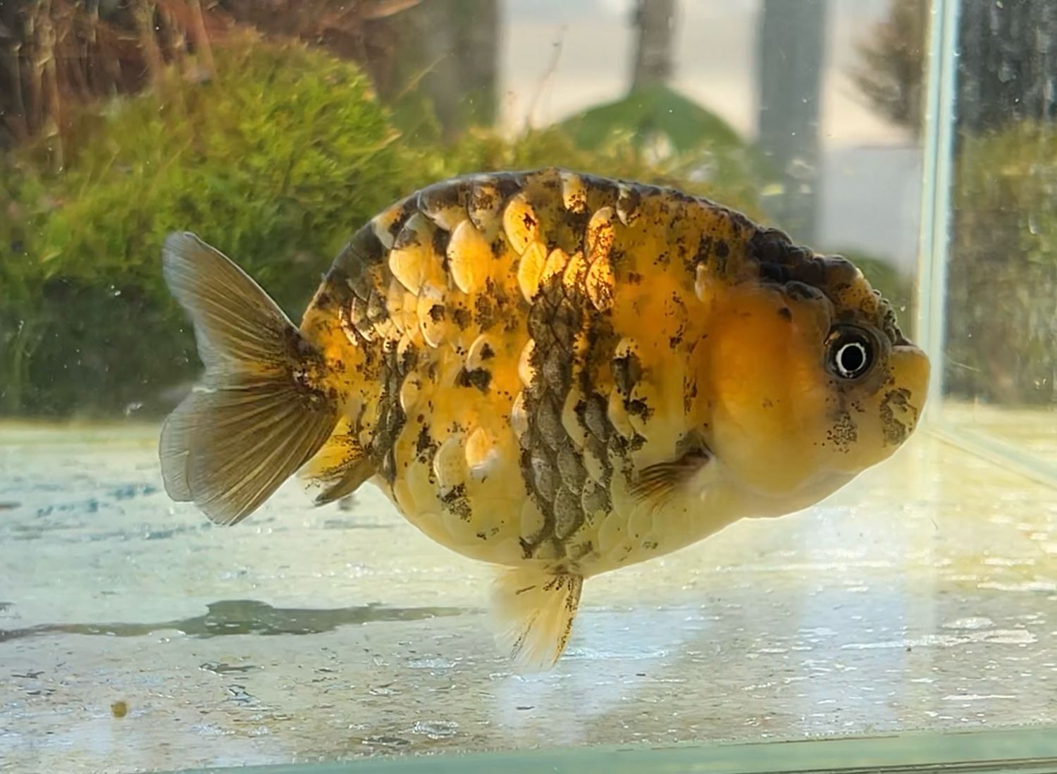 Dragon Scale Tiger Yuanbao Ranchu (F, 3.75”) - Free Shipping