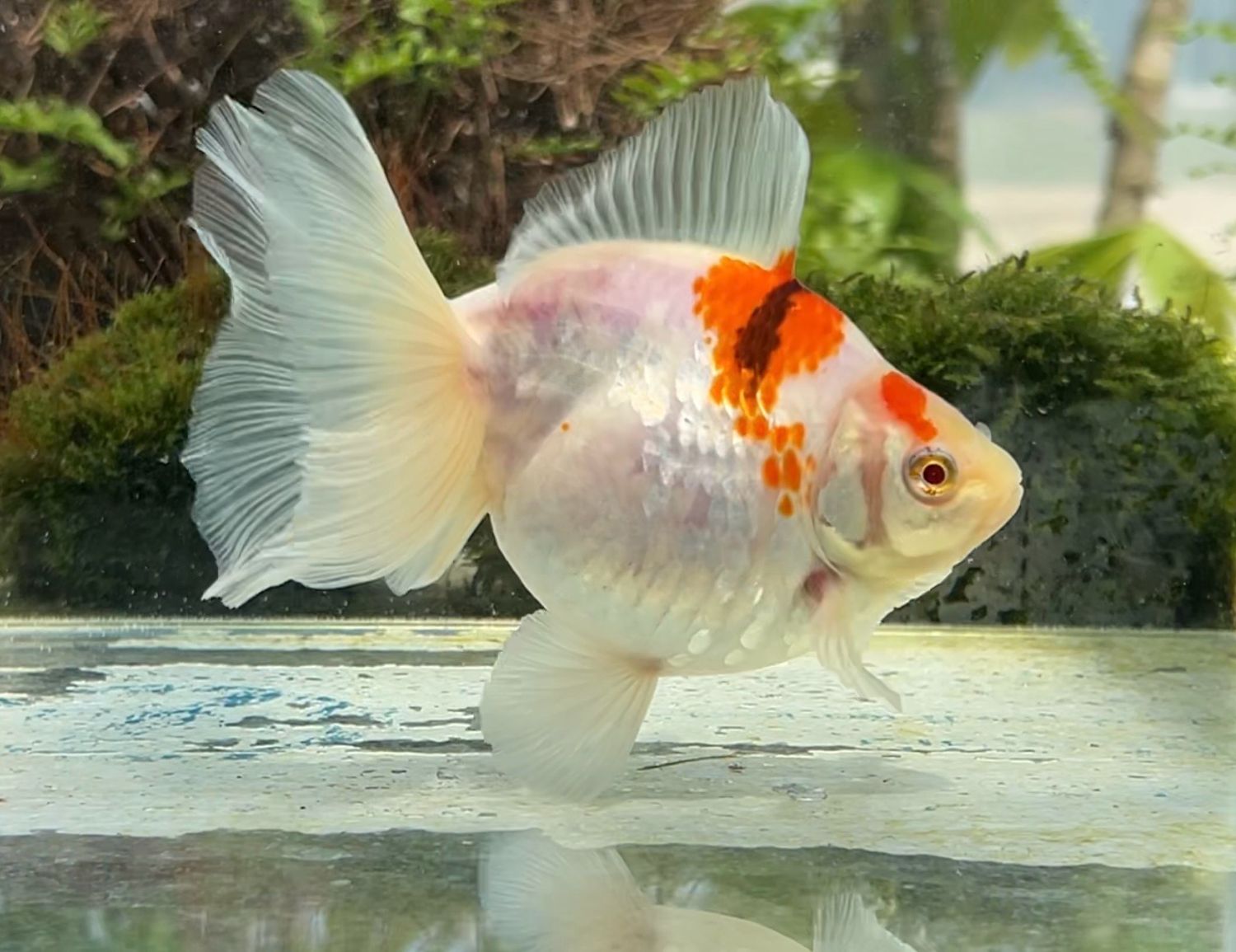 Silver Coin Tri-color Broadtail Ryukin (F, 4.75”) - Free Shipping