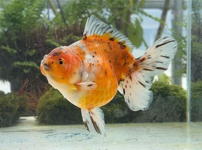 Zhao's Fancies Online Goldfish Shop