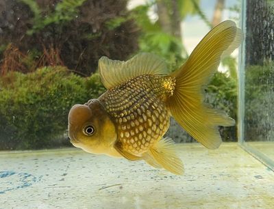 Zhao's Fancies Online Goldfish Shop