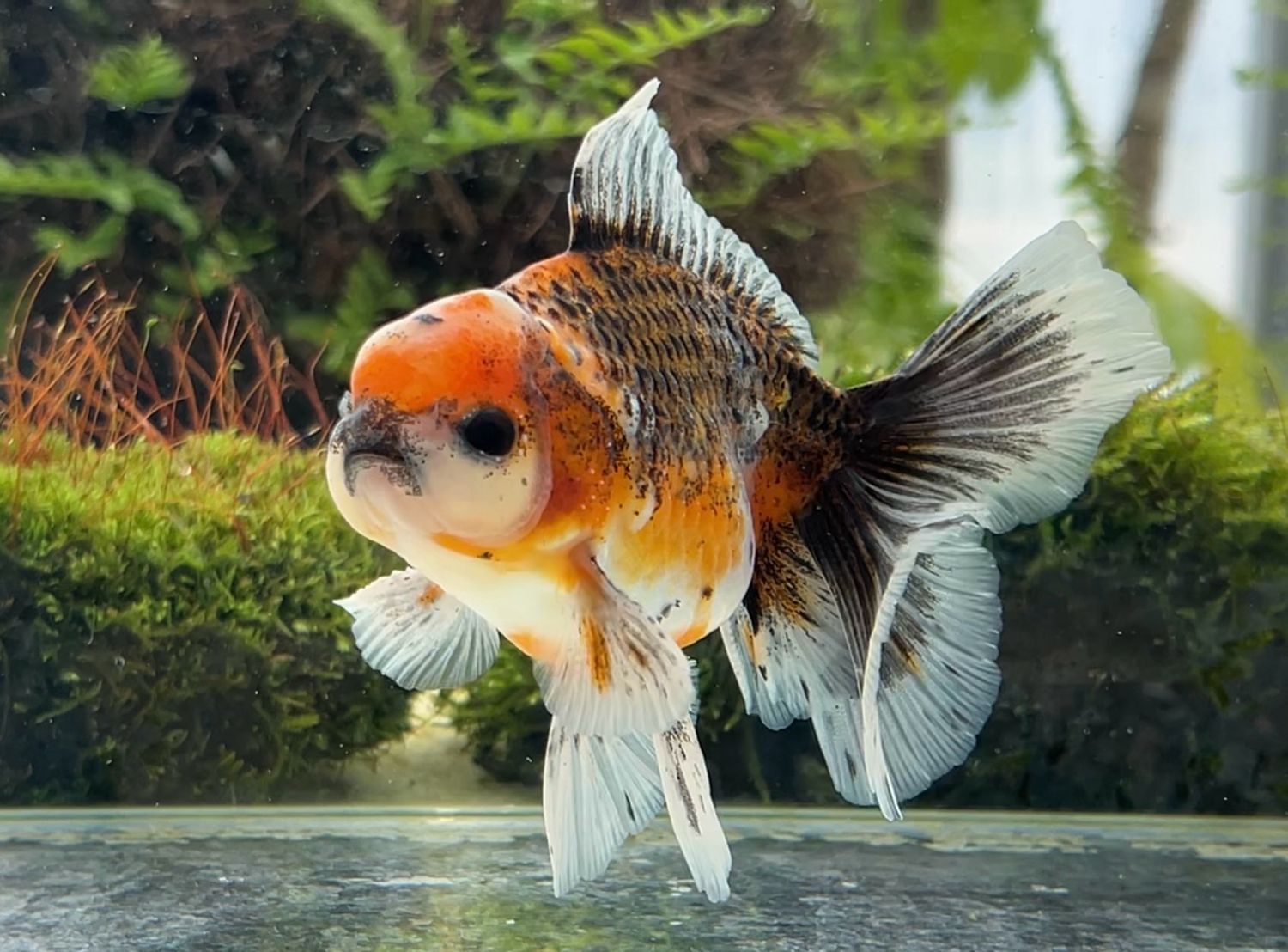 Calico Rosetail Oranda (M, 4.5”) - Free Shipping