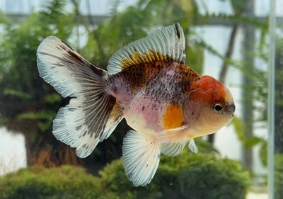 Zhao's Fancies Online Goldfish Shop