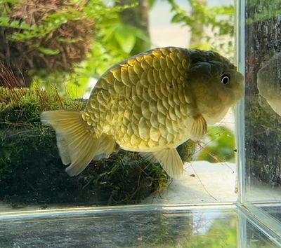 Zhao's Fancies Online Goldfish Shop