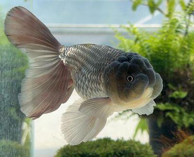 Zhao's Fancies Online Goldfish Shop