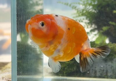 Zhao's Fancies Online Goldfish Shop