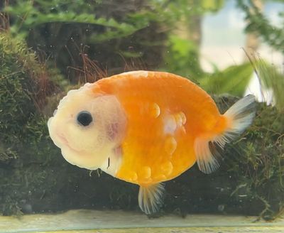 Zhao's Fancies Online Goldfish Shop