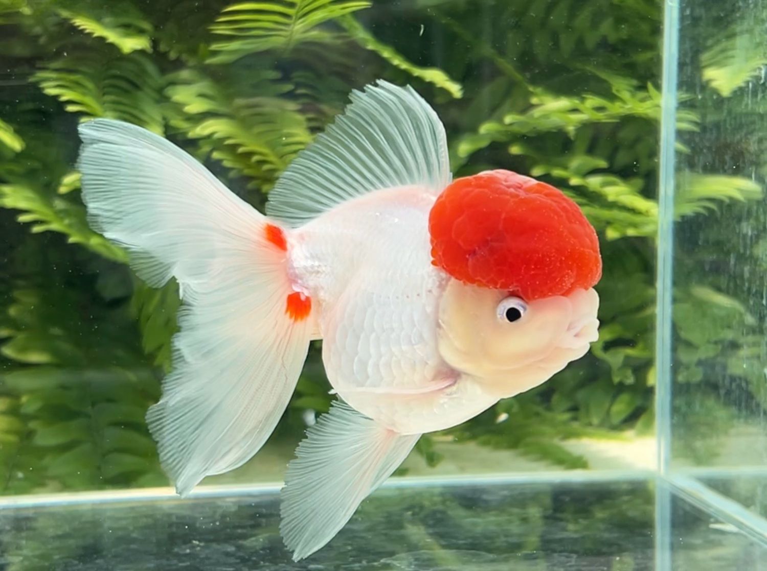 Tancho High Head Oranda (M, 5”) - Free Shipping