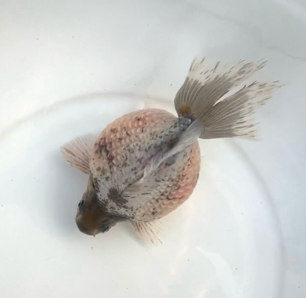 Blue Head Sesame Speck Mousehead Pearlscale (M, 5.5”) - Free Shipping